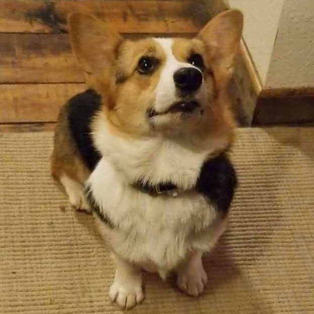 Our Dogs | Rockin Da Corgis | Grants Pass, OR